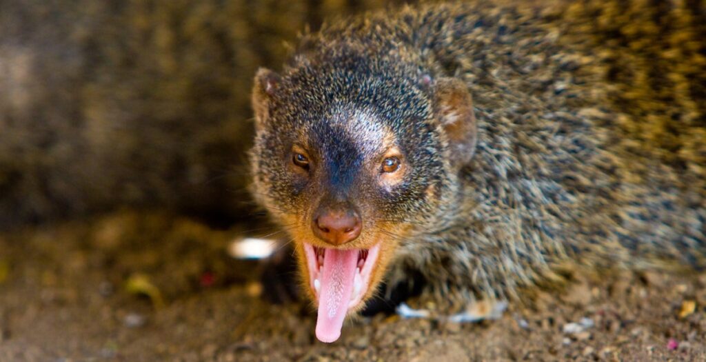 Follow the Trails of Banded Mongooses in Queen Elizabeth