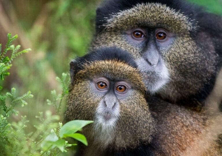 Rare Golden Monkey Treks in Volcanoes National Park Rwanda